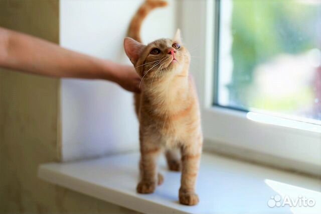 Рыжий котенок-мальчик в дар 4 мес