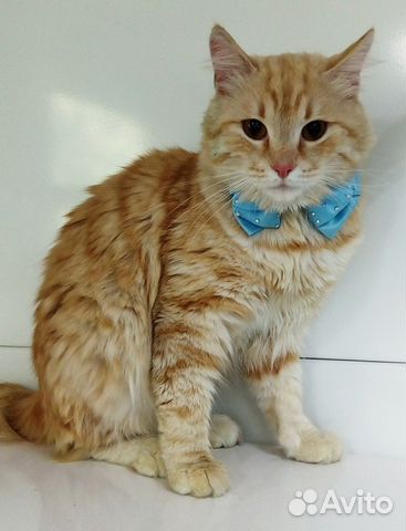 Персей ищет дом