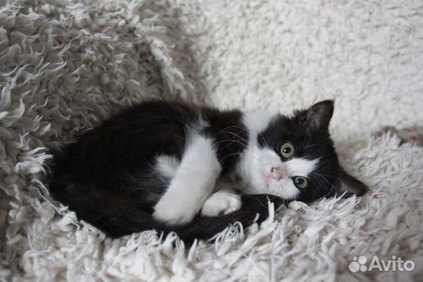 Зайка 2,0 мес, самый лучший мальчик