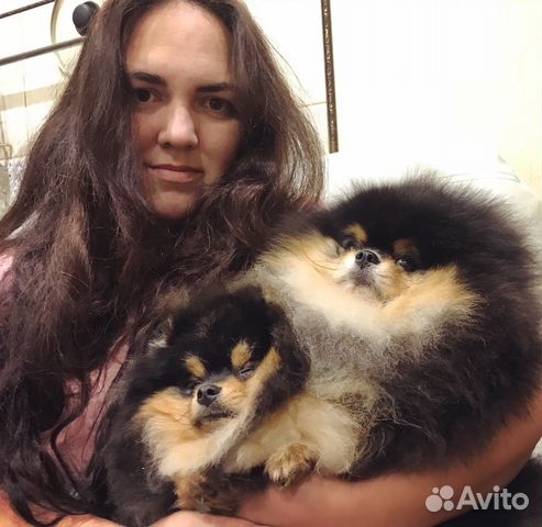 Померанский шпиц- для вязки - чёрно- подпалый