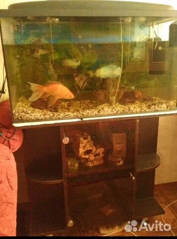 Аквариум