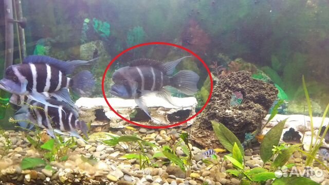 Фронтоза (Cyphotilapia) Бурунди 20-25см 7 лет