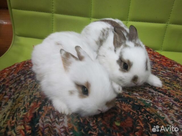 Карликовые крольчата