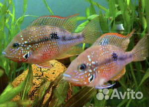 Рыбки цихлазомы Элиота