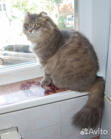 Кошечка