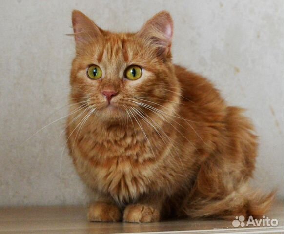 Чудесная кошка Злата, 1 год