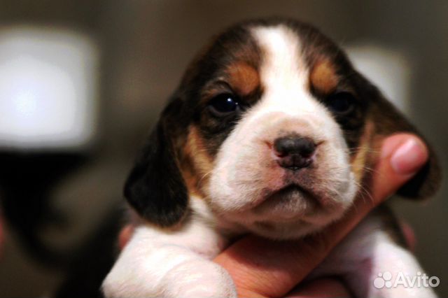 Щенки породы Бигль