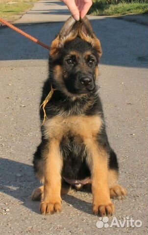 Щенки немчики