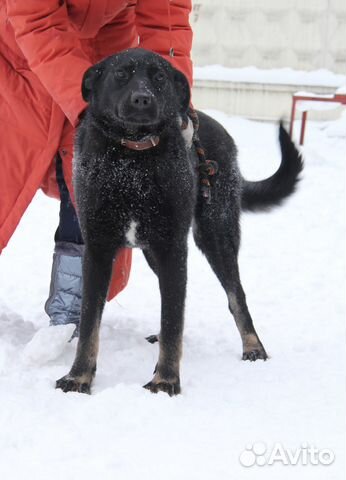 Диана в добрые руки