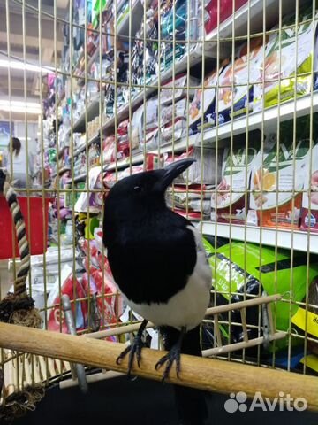 Отдам Сороку