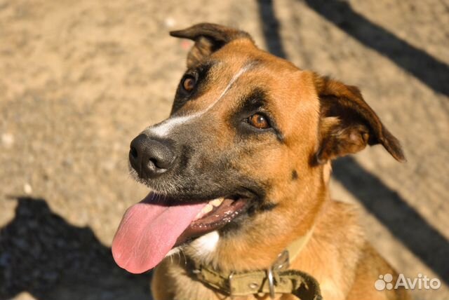 Активная и мегапозитивная собака в добрые руки