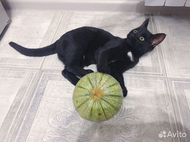 Маленькая пантерка в дар