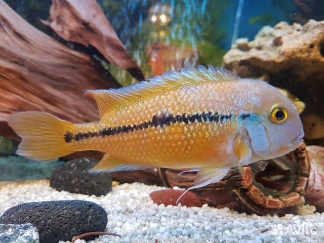 Никарагуанская цихлозома и птеригоплихт