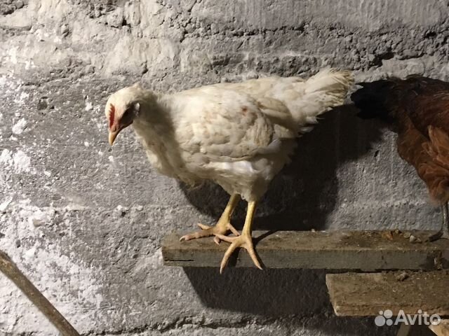 Продаю молодых петухов,курей,индоуток