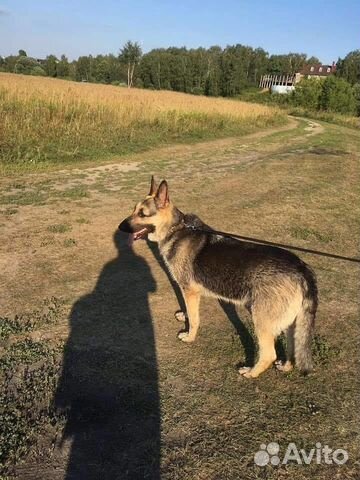В добрые руки благородную собаку