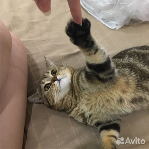 Кот на вязку