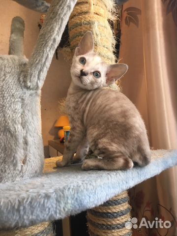 Кошечка Корниш-рекс