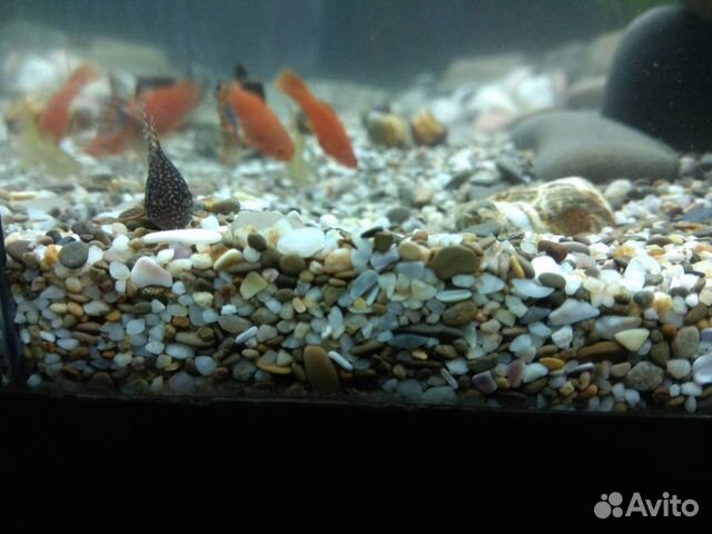 Грунт для аквариума