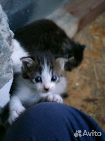 Котята