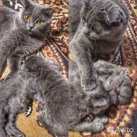 Британские котята