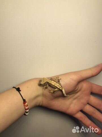Бананоед реснитчатый (rhacodactylus ciliatus)