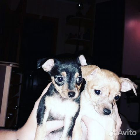 Продаю Той-Терьера (Девочку)