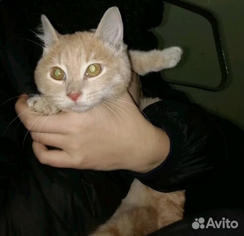 Одам котенка девочка Рыжобелая к туалету приучена