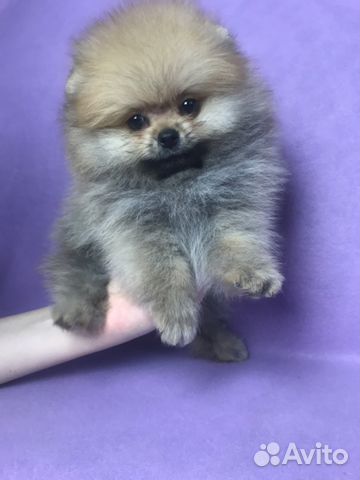 Очаровательные рыжики