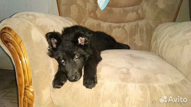 Немецкая овчарка черного и чепрачного окраса