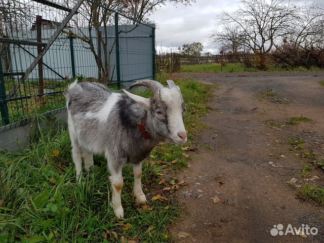 Молодой козлик