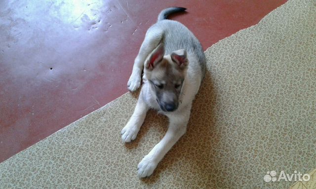 Лайка щенок