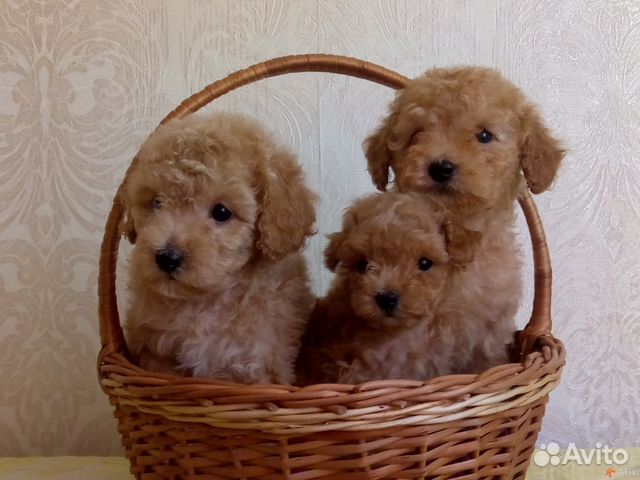 Мини пудель