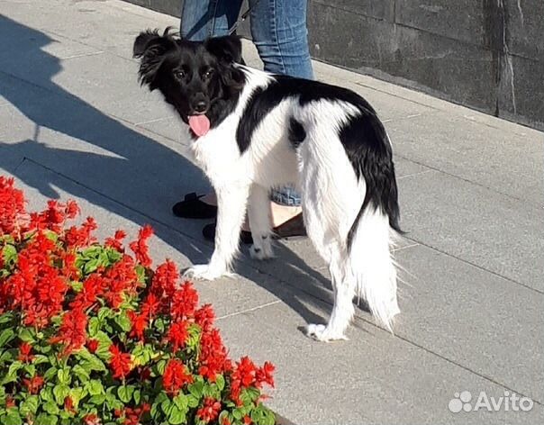 Ищет дом метис бордер колли Брюс
