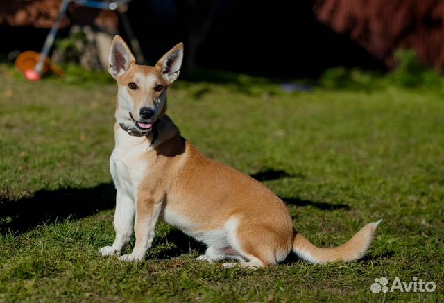 Хитрый лис Финик в добрые руки