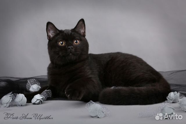 Чёрный подрощенный котик