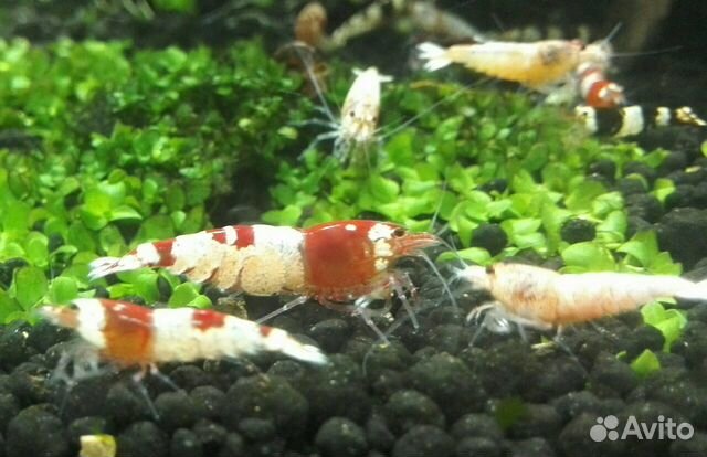 Креветки красный и чёрный кристалл