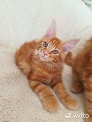 Котенок на радость