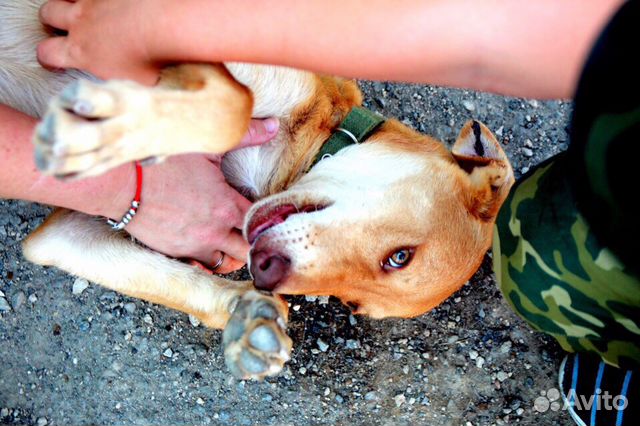 Пэппи праздник