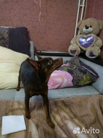 Русский той-тейер