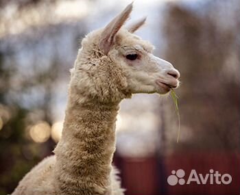 Альпака