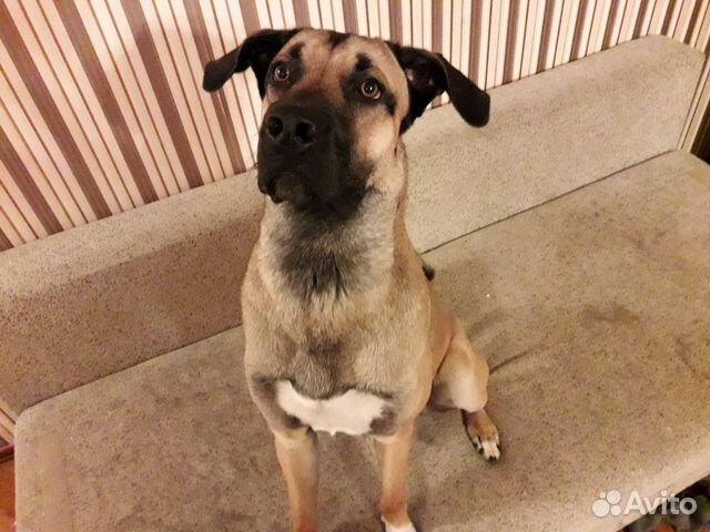 Отдам собаку кане-корсо в хорошие руки