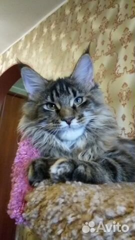 Домашняя рысь-мурлыка