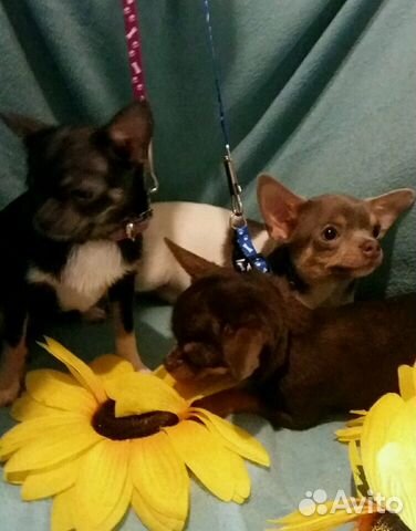 Минюшки на подушке