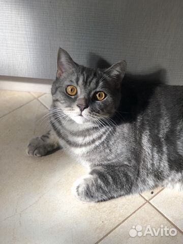 Кот британец (метис)