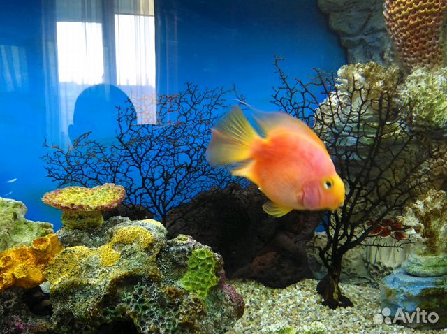 Рыбка Попугай