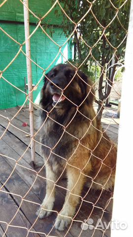 Суку Леонбергера отдадим в хорошую семью