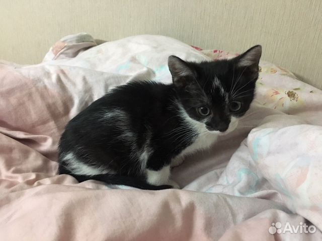 Отдам 2 девочек кошечки в добрые руки