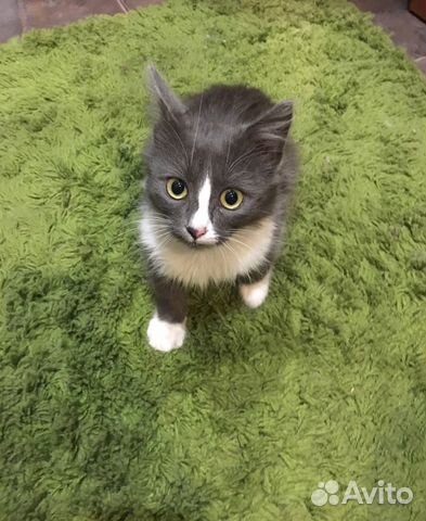 Замечательный котёнок, мальчик. В надежные руки