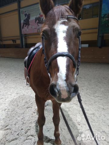 Спортивная лошадь