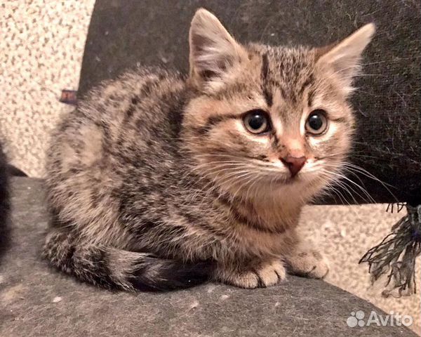 Котята ищут дом